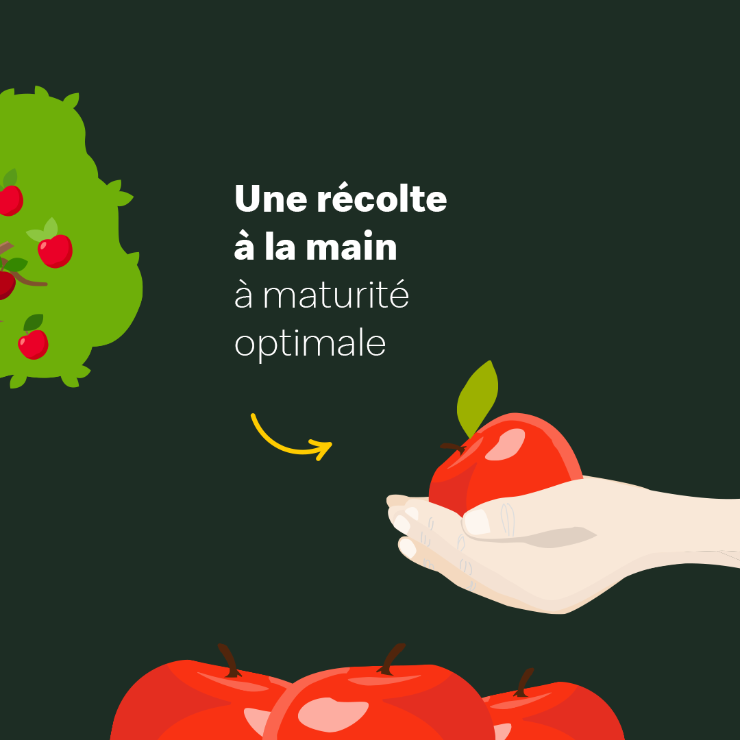 La pomme : le fruit à croquer